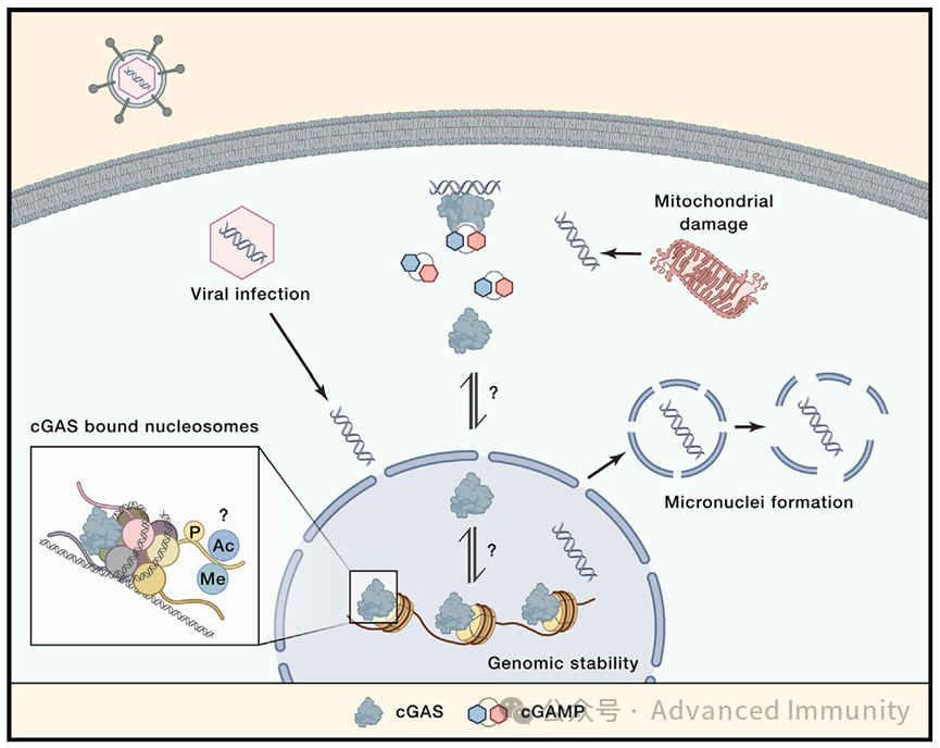 Immunity 综述 | cGAS-STING 细胞内DNA感应途径的新前沿 - 好大夫在线