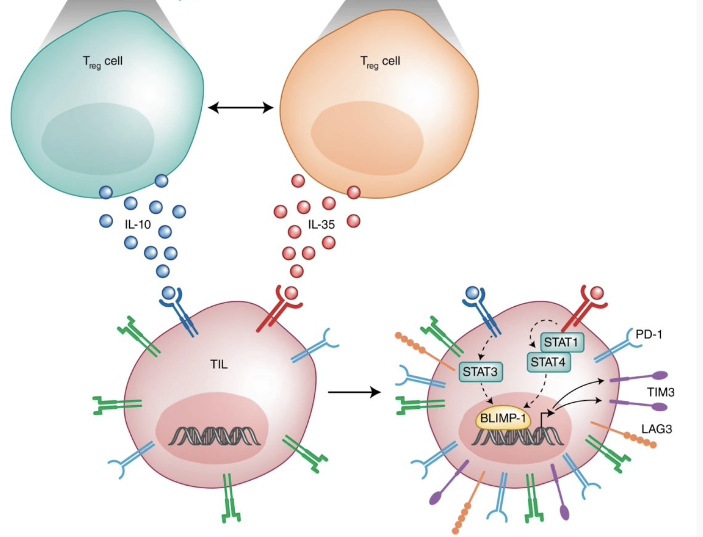 PRDM1/BLIMP-1在肿瘤免疫以及Treg细胞中的作用 - 好大夫在线