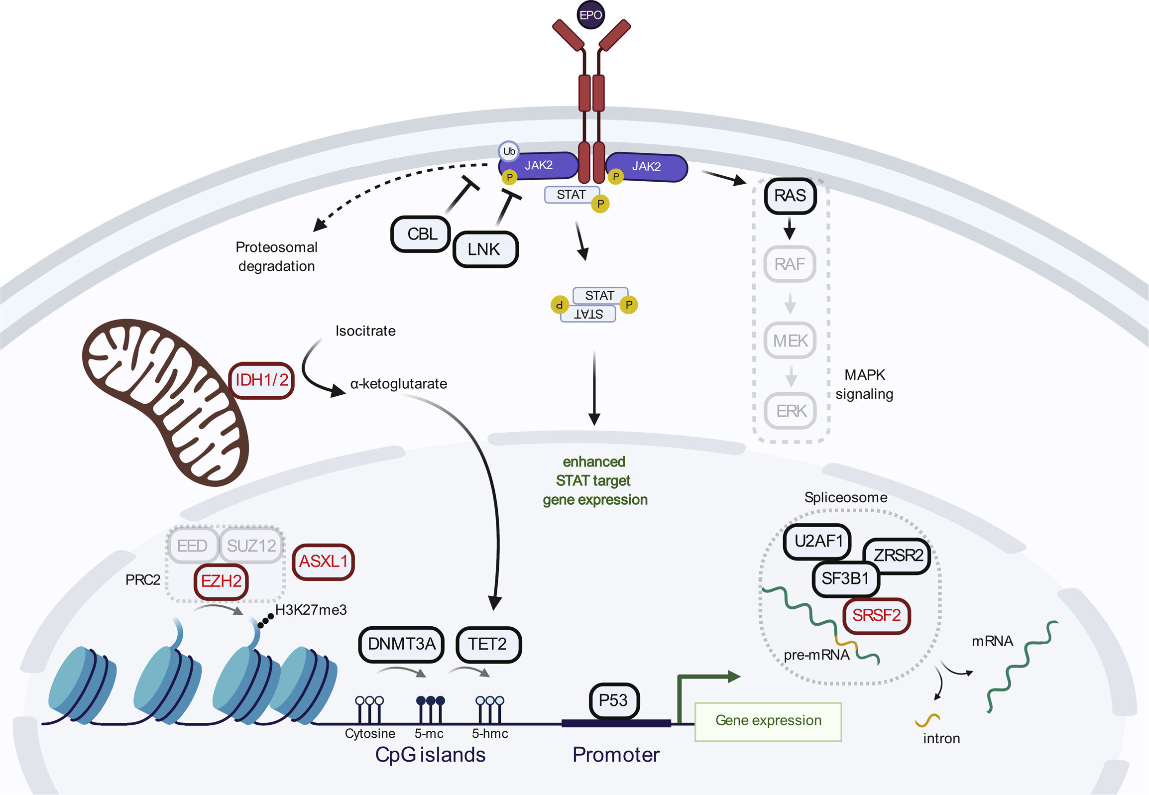 骨髓增殖性肿瘤（MPN）概述_骨髓增生性疾病_骨髓增生性疾病介绍 - 好大夫在线