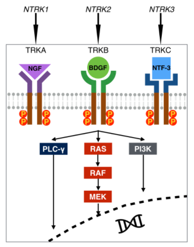肿瘤NTRK融合基因的致病机制以及药物（2023年7月更新）_淋巴瘤_淋巴瘤治疗方式 - 好大夫在线
