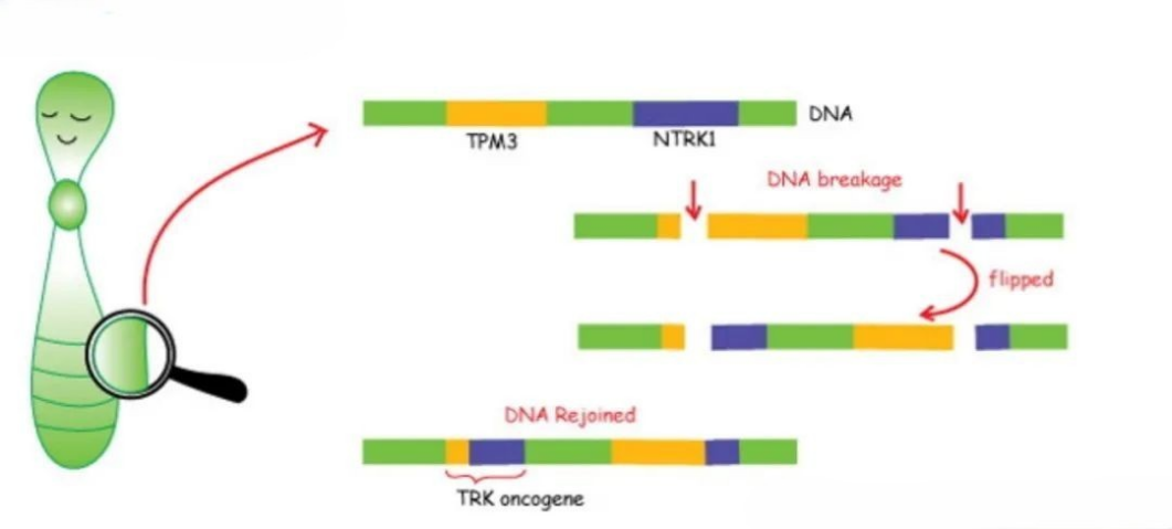 肿瘤NTRK融合基因的致病机制以及药物（2023年7月更新）_淋巴瘤_淋巴瘤治疗方式 - 好大夫在线