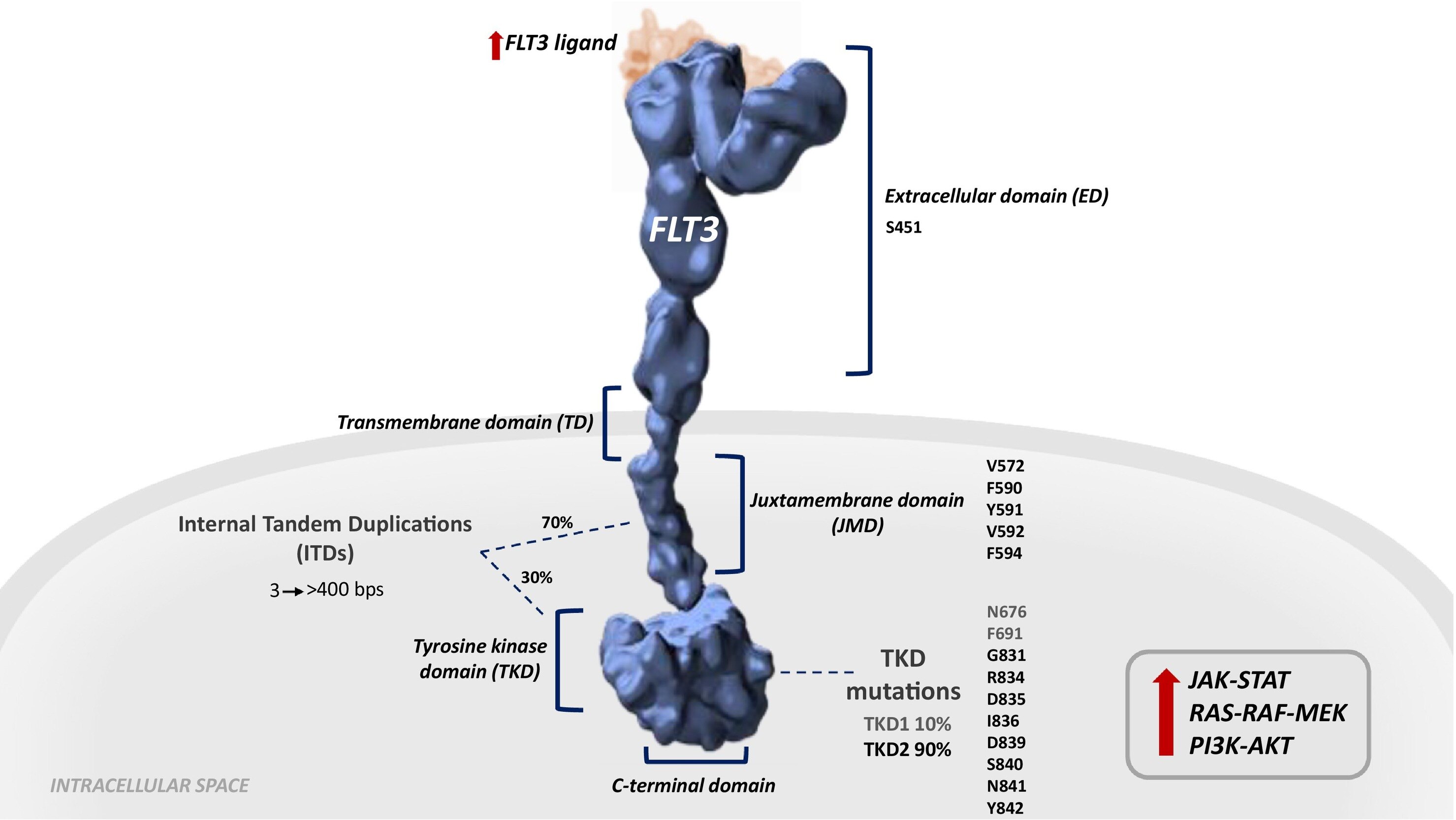 血液肿瘤中FLT3基因突变分类、相关靶向药和耐药机制 - 好大夫在线