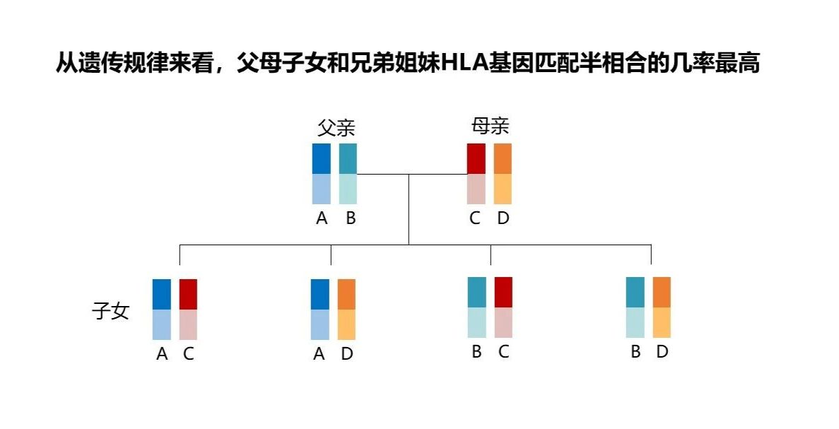 移植准备丨什么是HLA配型？需要达到什么条件才算配上了？_造血干细胞移植_造血干细胞移植治疗准备 - 好大夫在线