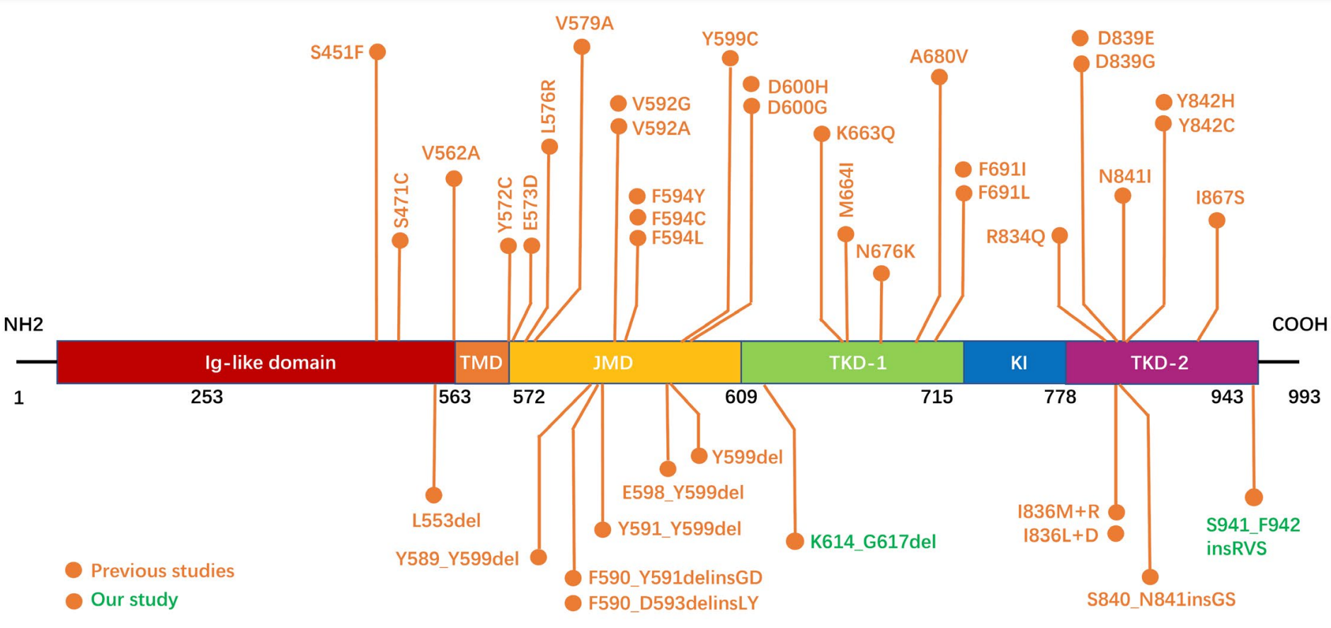 血液肿瘤中FLT3基因突变分类、相关靶向药和耐药机制 - 好大夫在线
